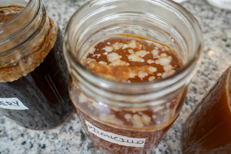 Which Sugars Ferment? Honey, Stevia, Agave? 🍺 Making Homemade Ginger ...